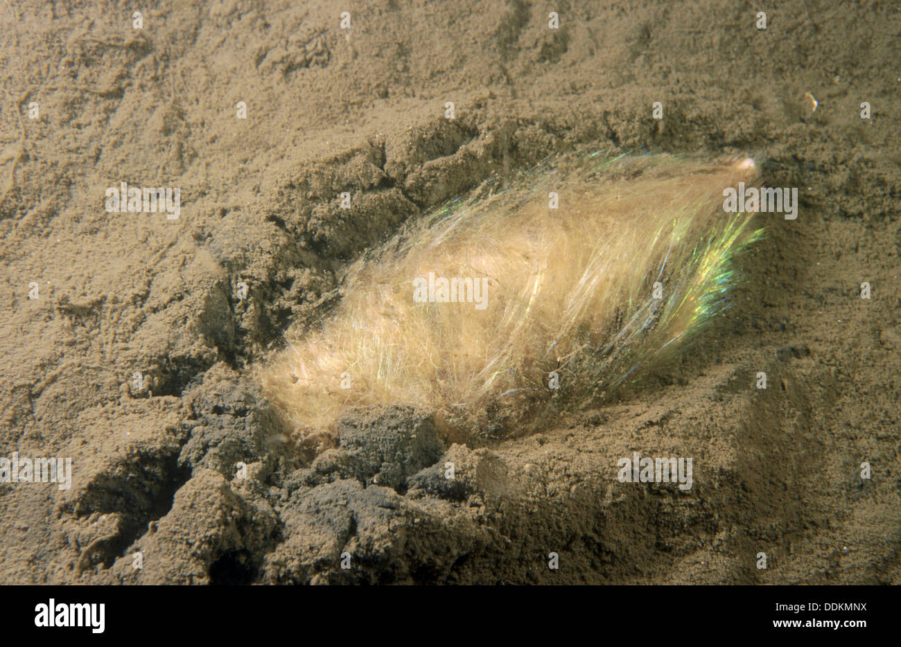Sea mouse aphrodita aculeata hi-res stock photography and images - Alamy