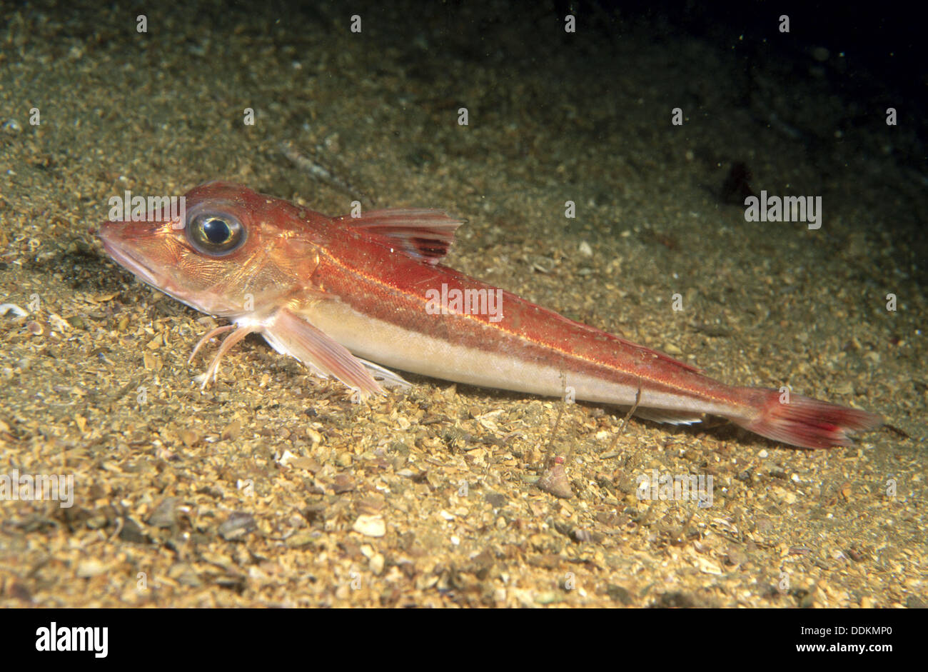 Grey gurnard hi-res stock photography and images - Alamy