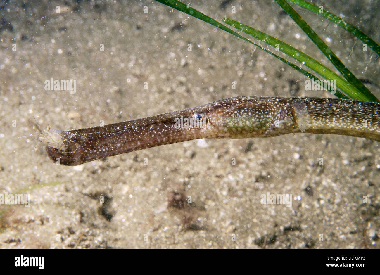 Deep Snouted Pipefish High Resolution Stock Photography and Images - Alamy