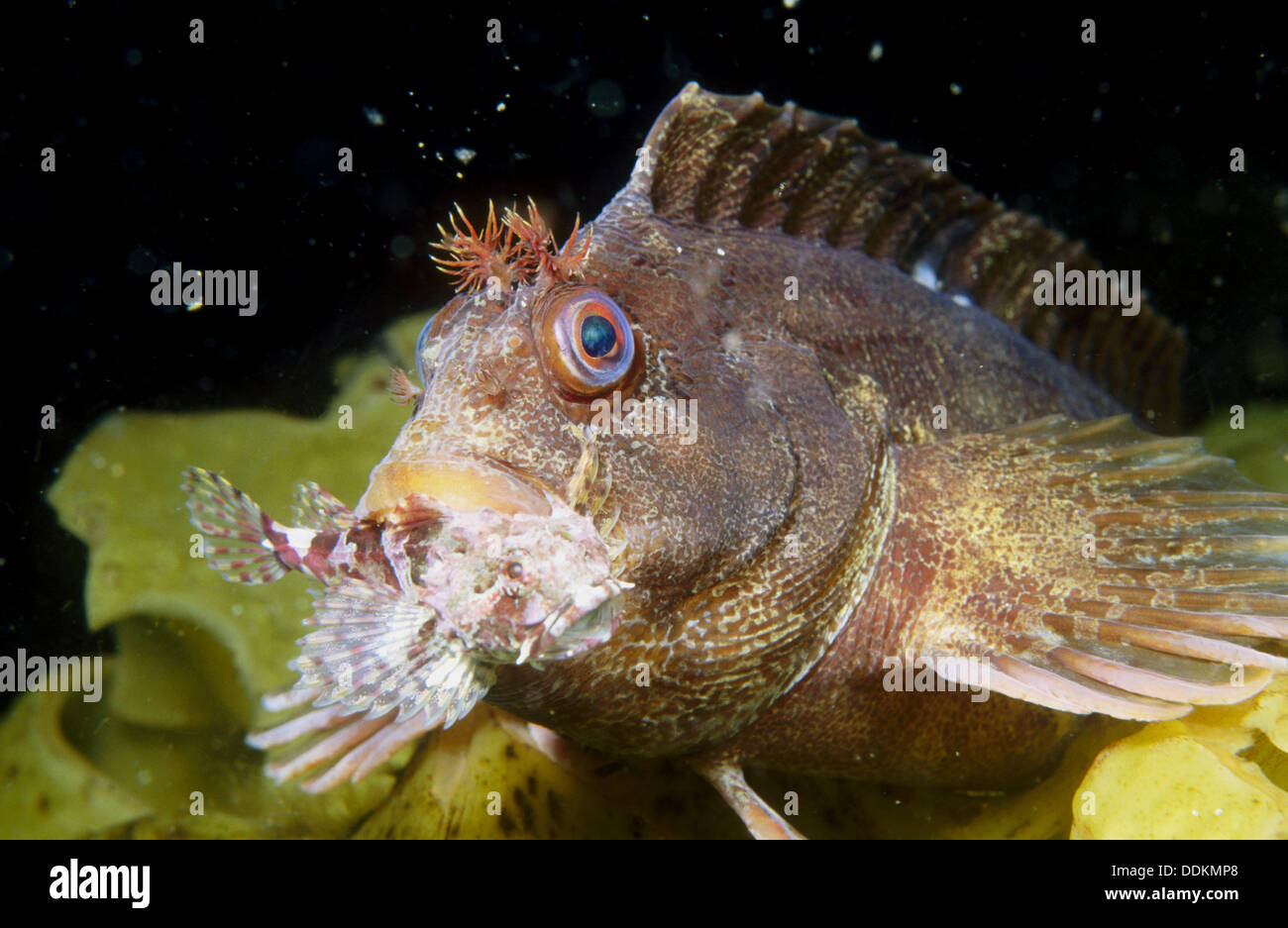 Sea scorpion taurulus bubalis hi-res stock photography and images - Alamy