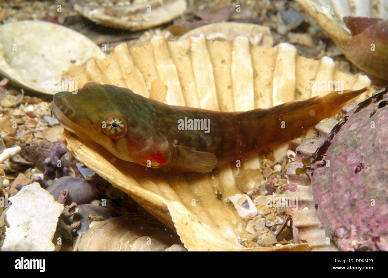 Lepadogaster candollei hi-res stock photography and images - Alamy