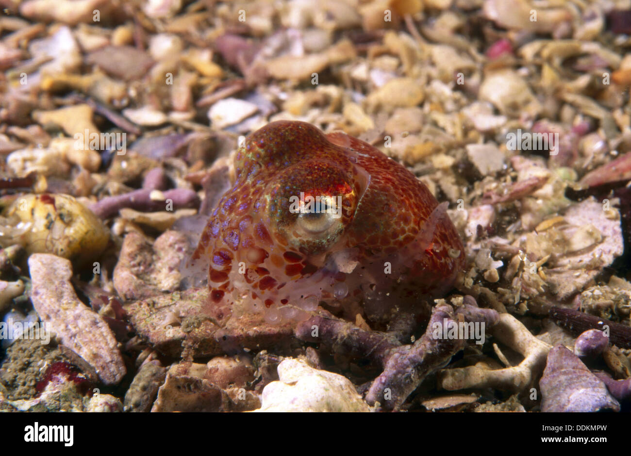 Atlantic bobtail hi-res stock photography and images - Alamy