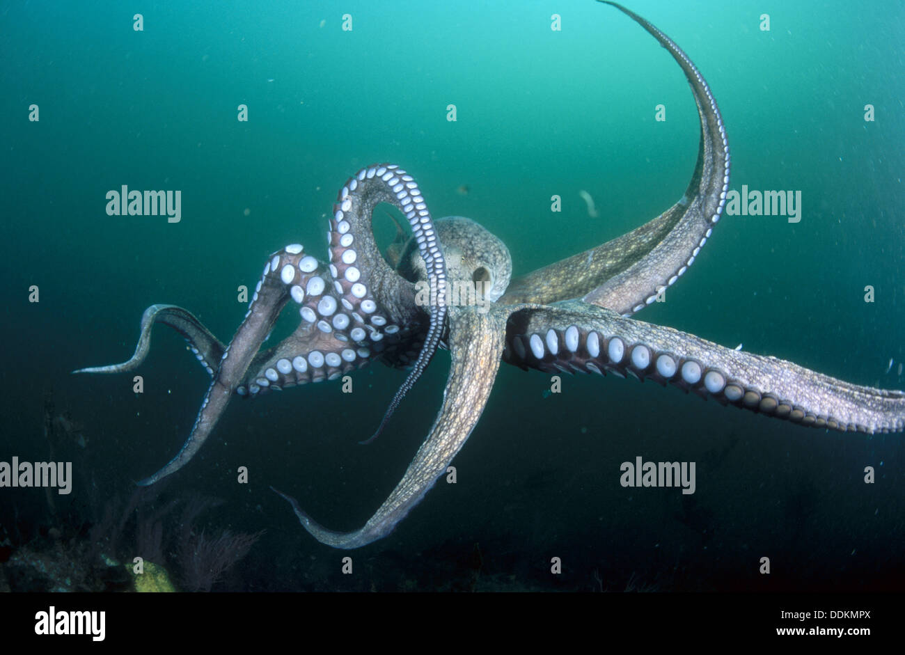 Octopus (Octopus vulgaris). Galicia, Spain Stock Photo - Alamy