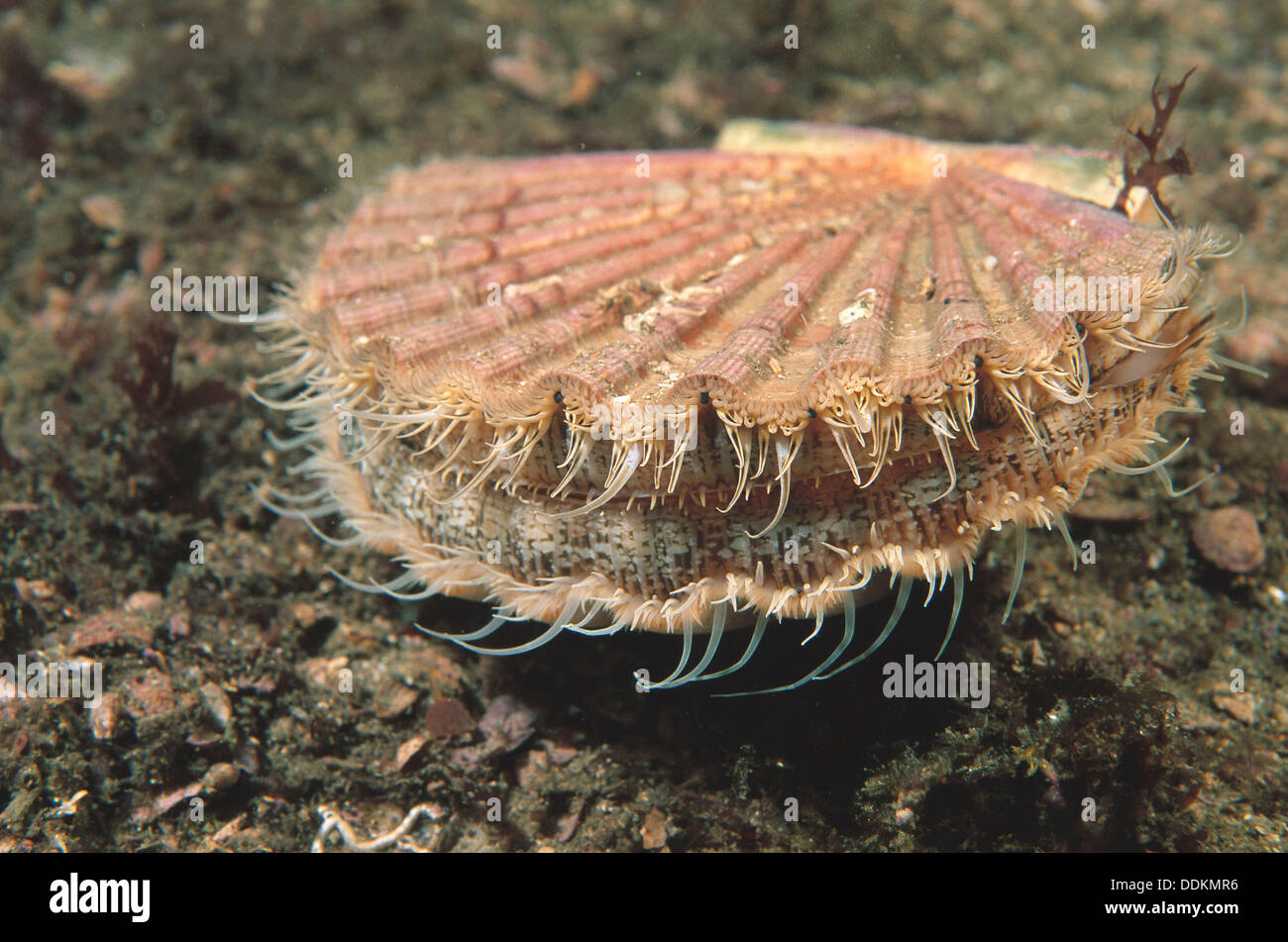 Scallop Pecten Maximus Galicia High Resolution Stock Photography and ...