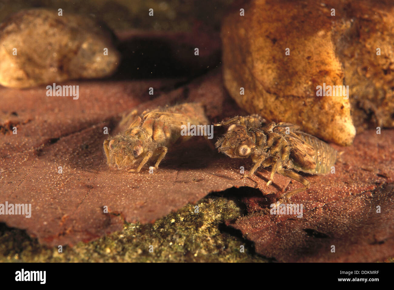 Dragonfly larvas hi-res stock photography and images - Alamy