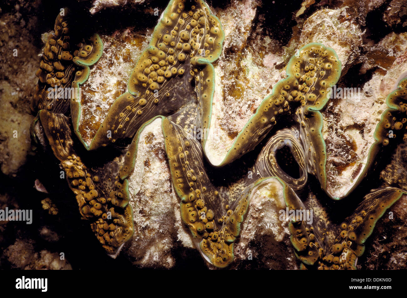 Tridacna sp hi-res stock photography and images - Alamy