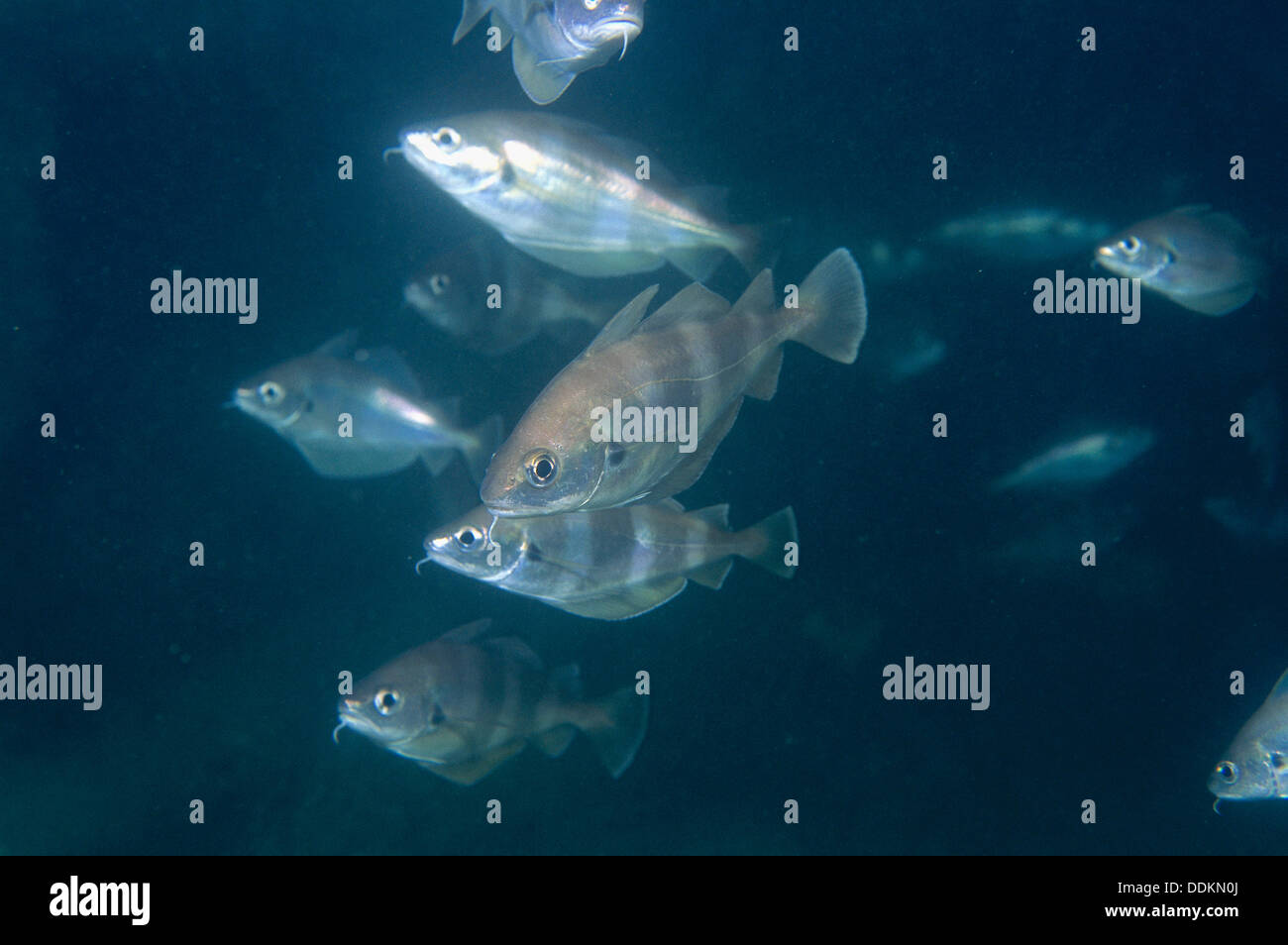 Pout High Resolution Stock Photography and Images - Alamy