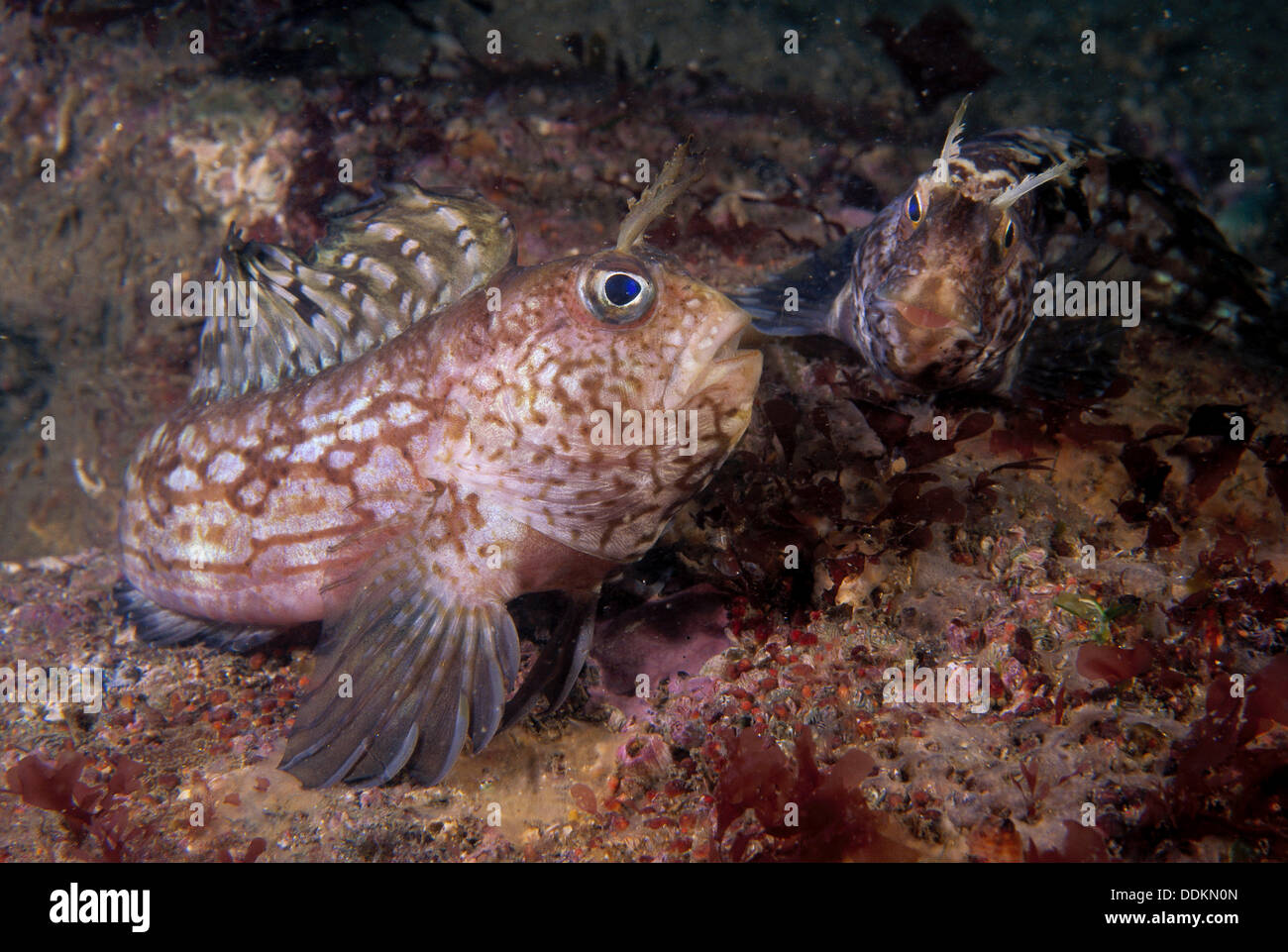 Butterfly blenny blennius ocellaris hi-res stock photography and images ...