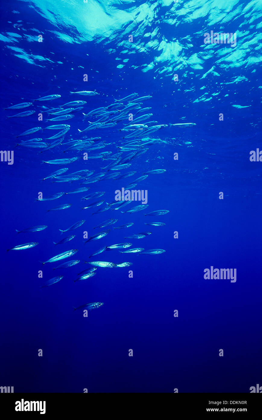 Atlantic scad hi-res stock photography and images - Alamy