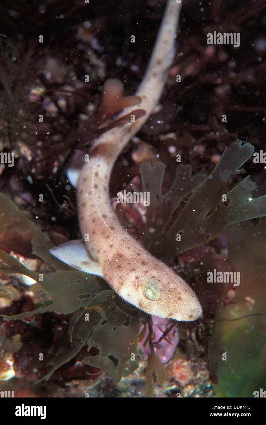 Dogfish Atlantic High Resolution Stock Photography and Images - Alamy