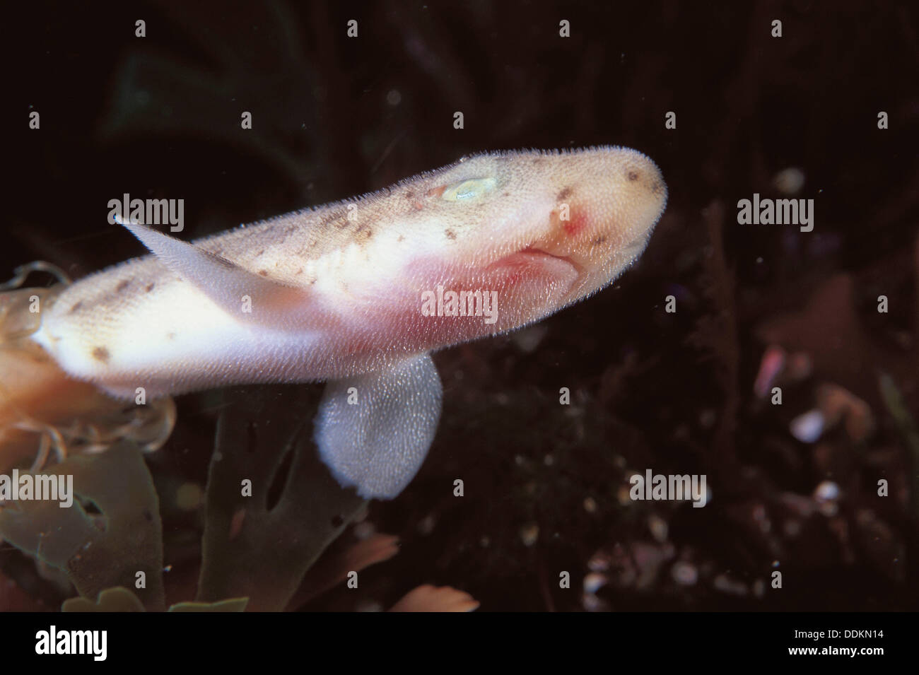 Dogfish atlantic hi-res stock photography and images - Alamy