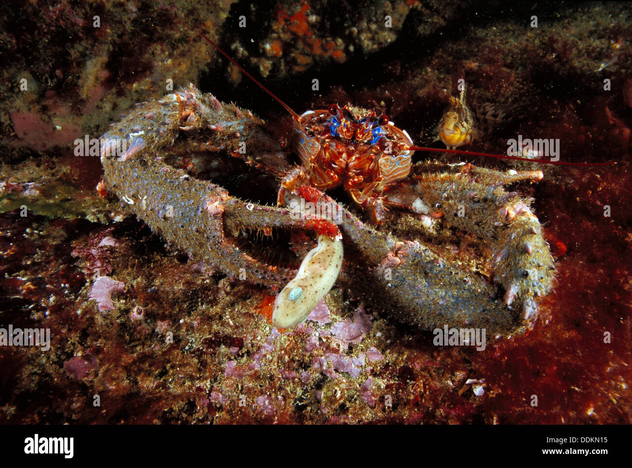 Common squat lobster hi-res stock photography and images - Alamy