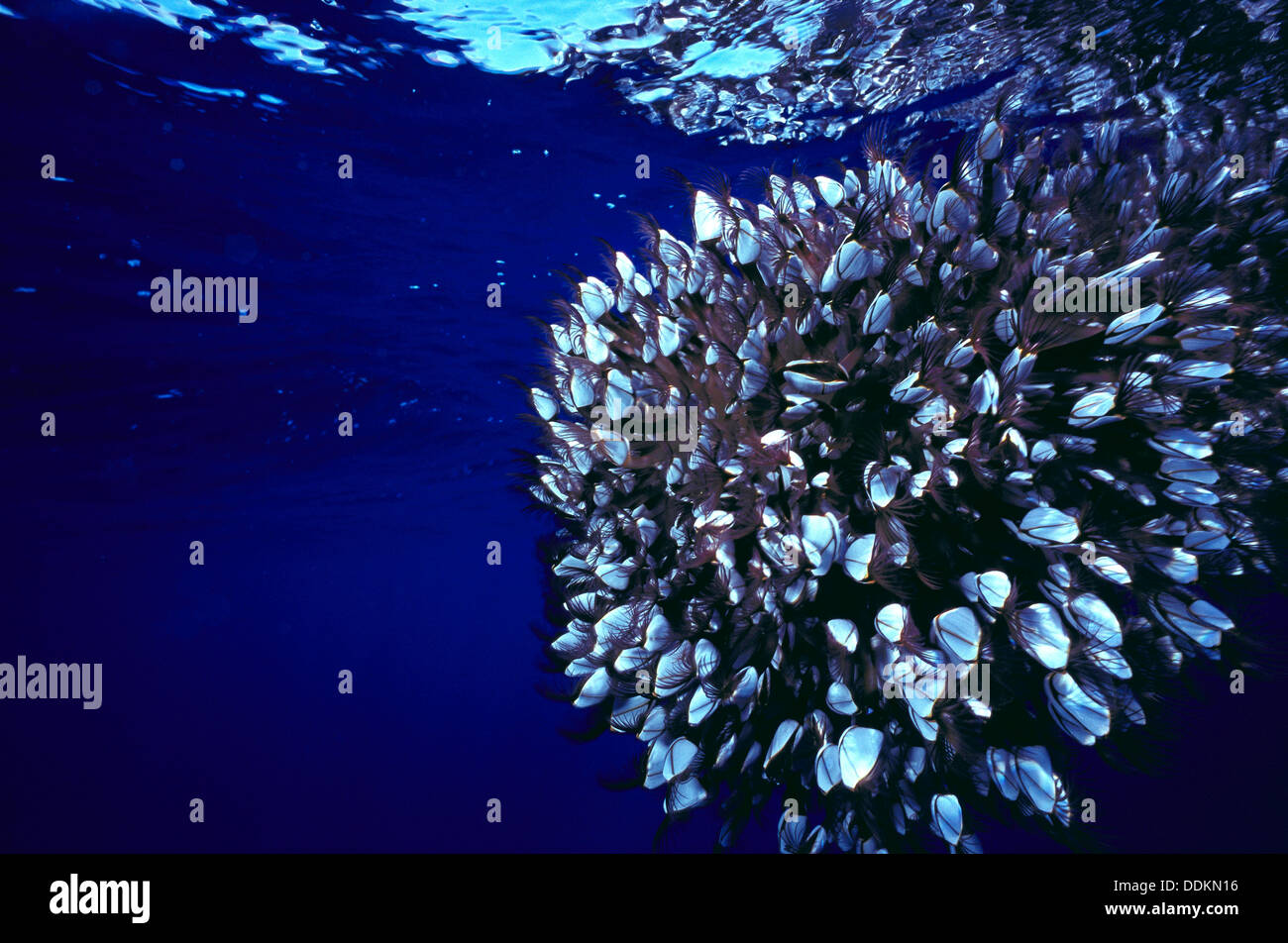 Anatifera hi-res stock photography and images - Alamy