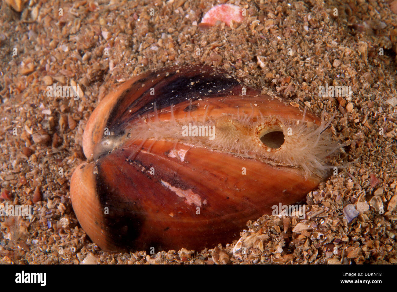 Mollusca fauna hi-res stock photography and images - Alamy