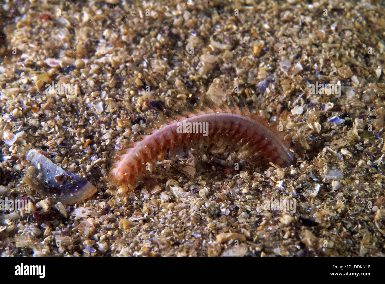 Catworm hi-res stock photography and images - Alamy