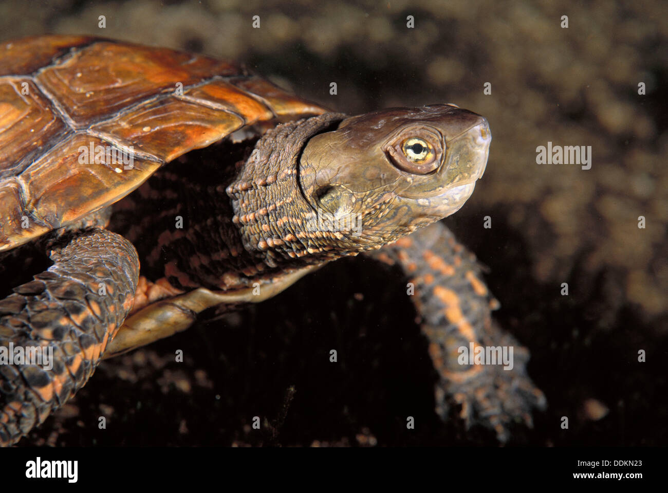 Mediterranean turtle mauremys hi-res stock photography and images - Alamy