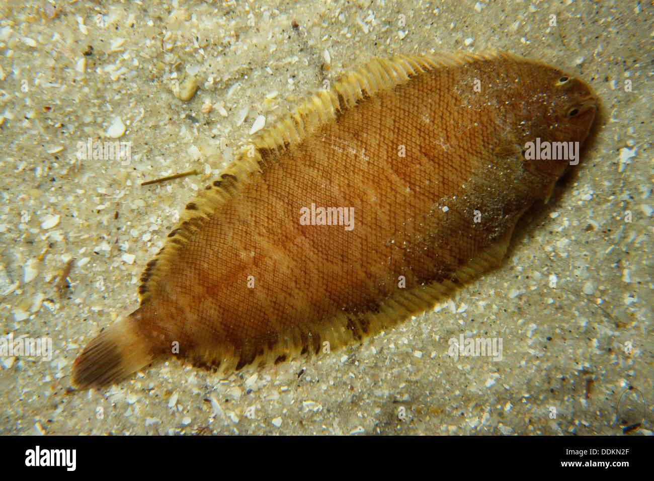 Thickback hi-res stock photography and images - Alamy