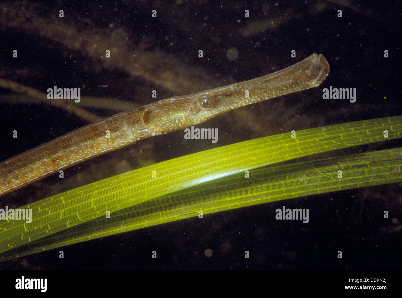 Snouted pipefish hi-res stock photography and images - Alamy