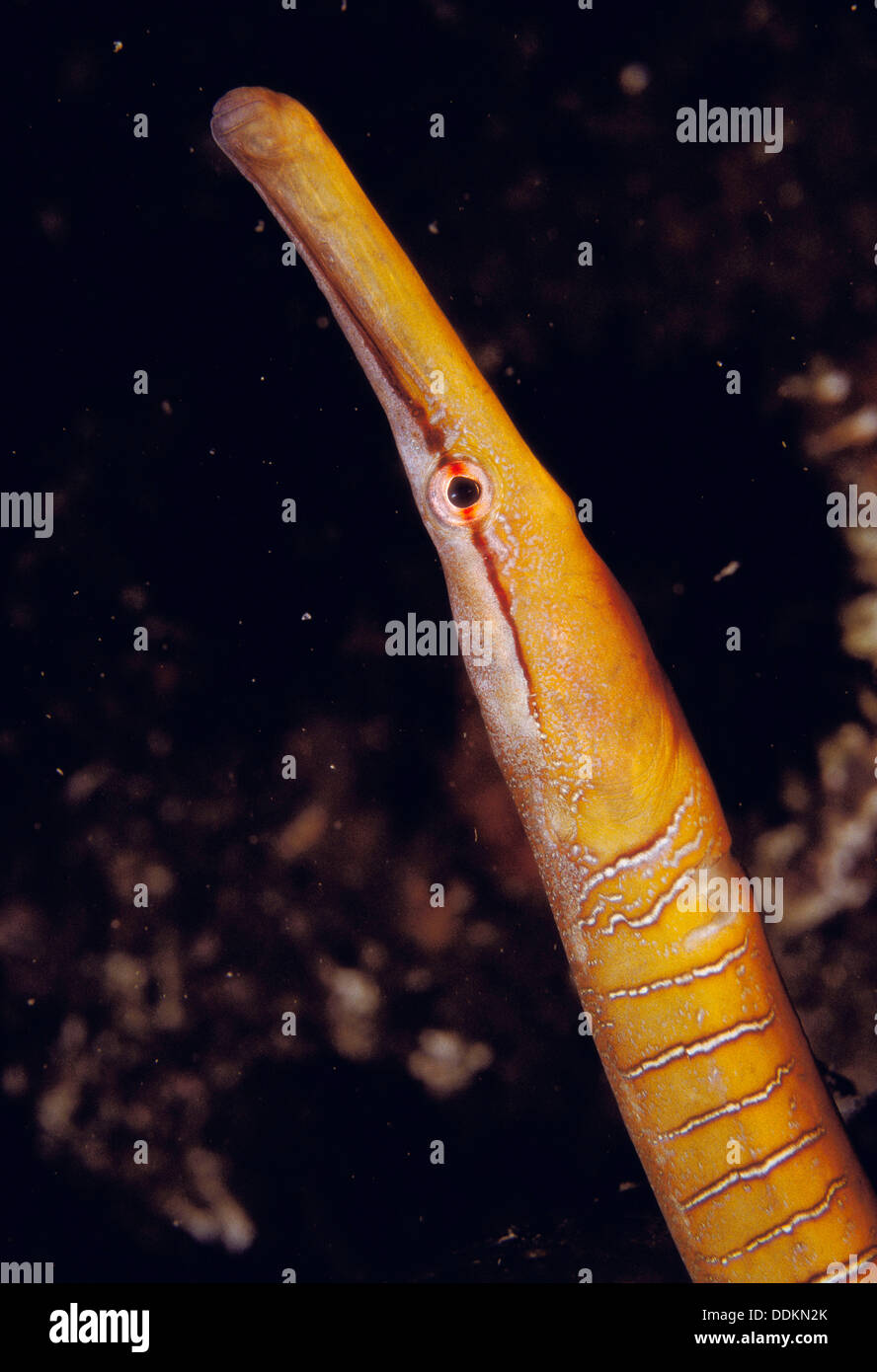 Snake pipefish entelurus aequoreus hi-res stock photography and images ...