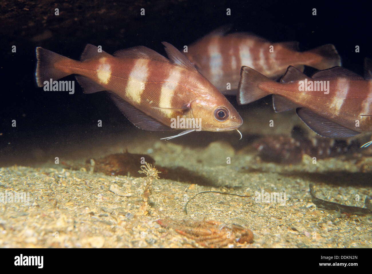 Trisopterus Luscus High Resolution Stock Photography and Images - Alamy