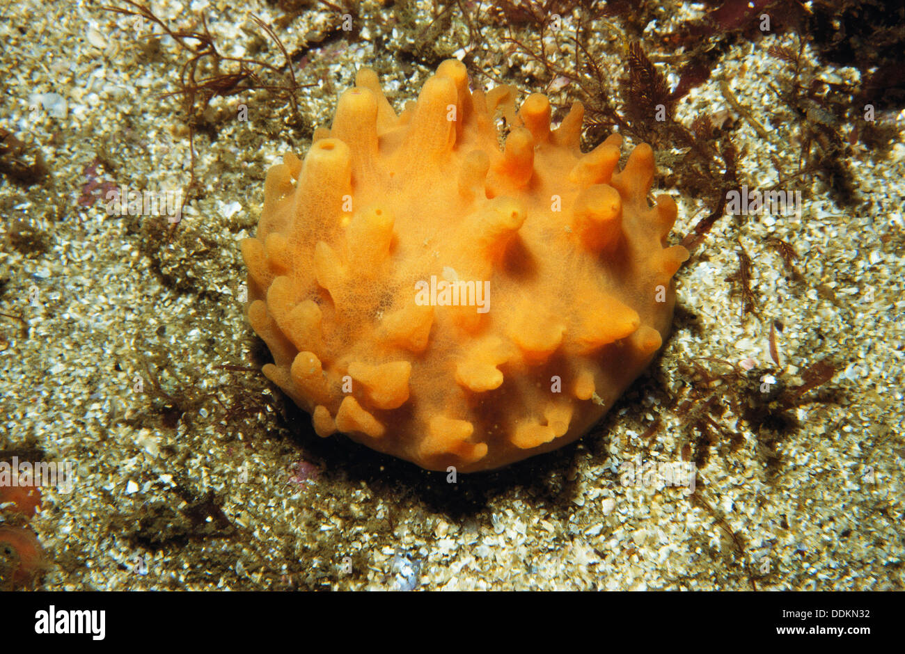 Polymastia Stock Photos & Polymastia Stock Images - Alamy