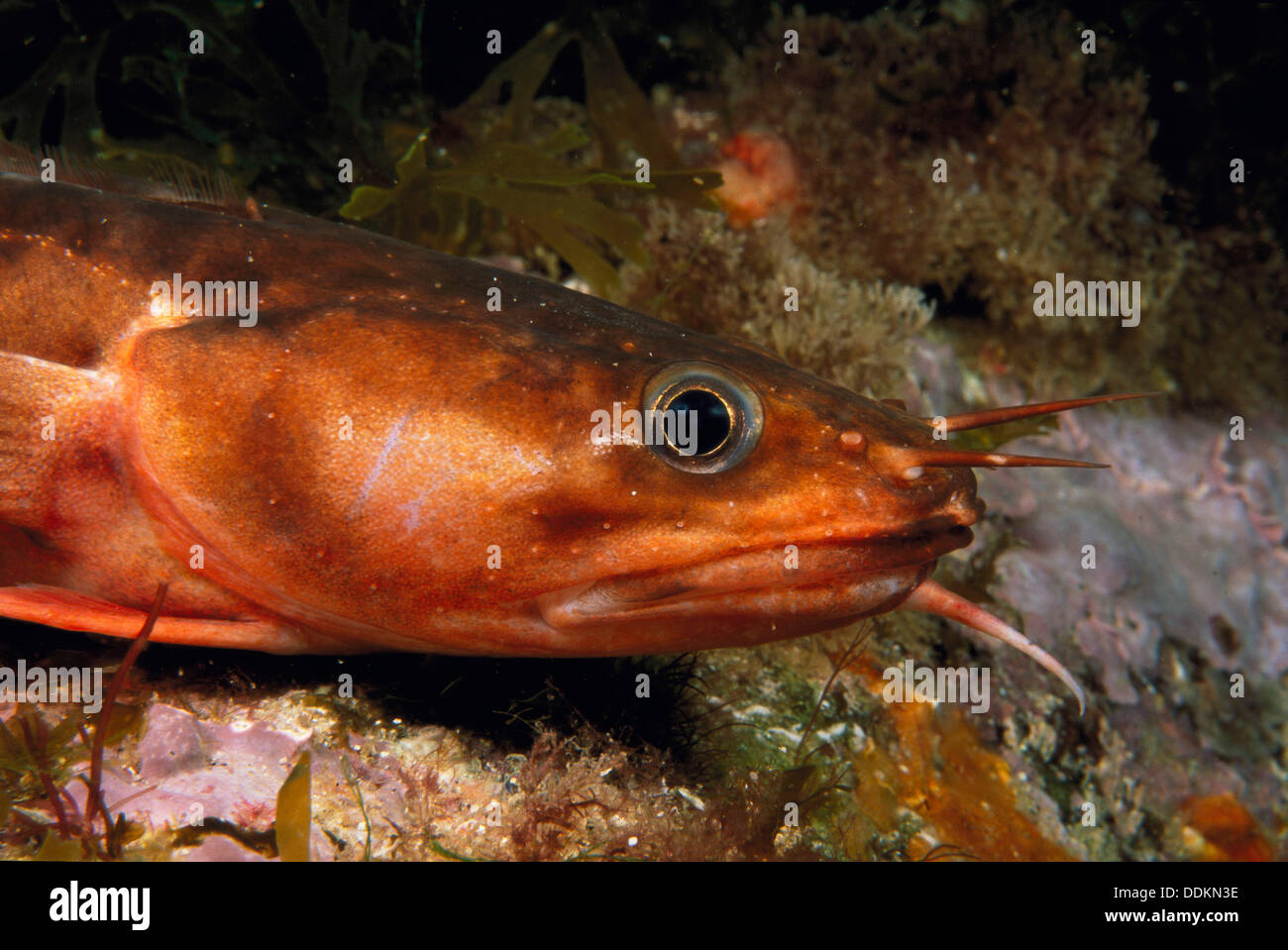 Rockling hi-res stock photography and images - Alamy