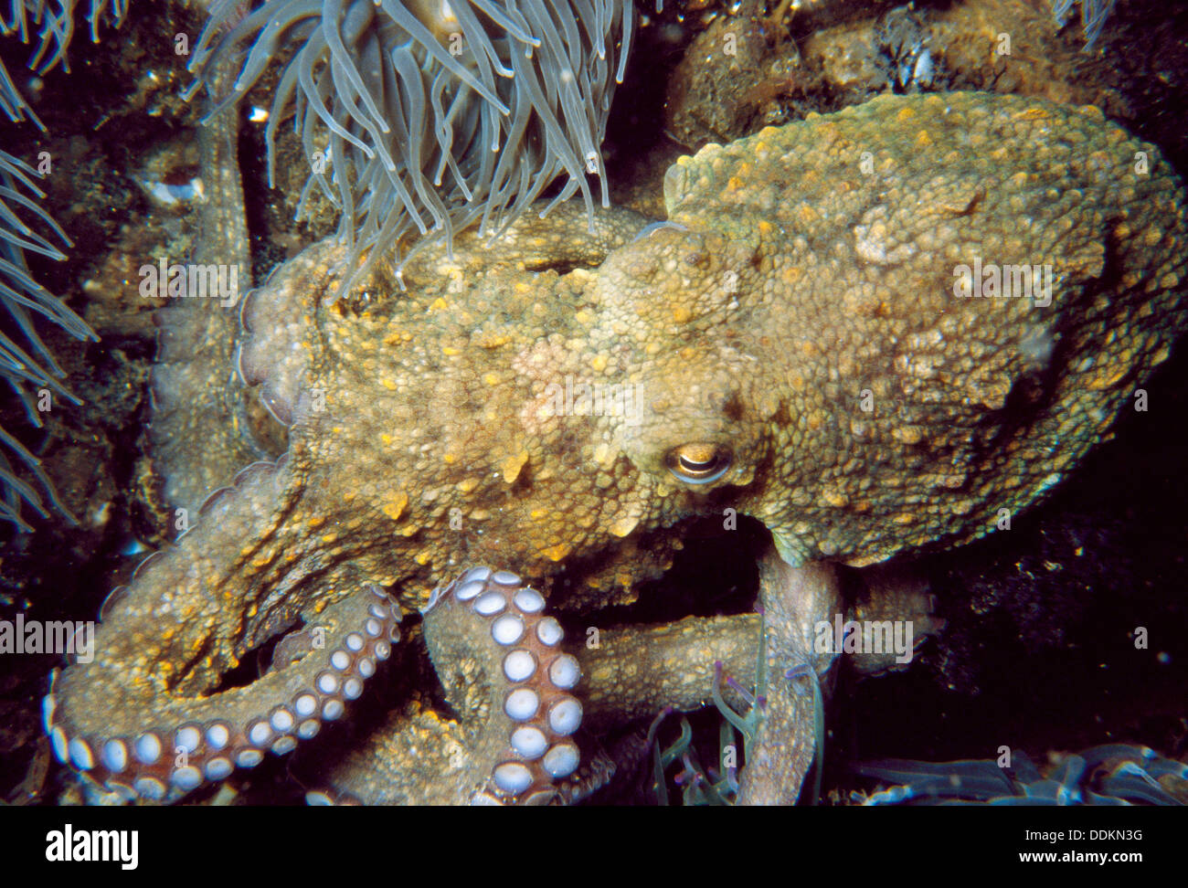 Octopus octopus vulgaris galicia hi-res stock photography and images ...