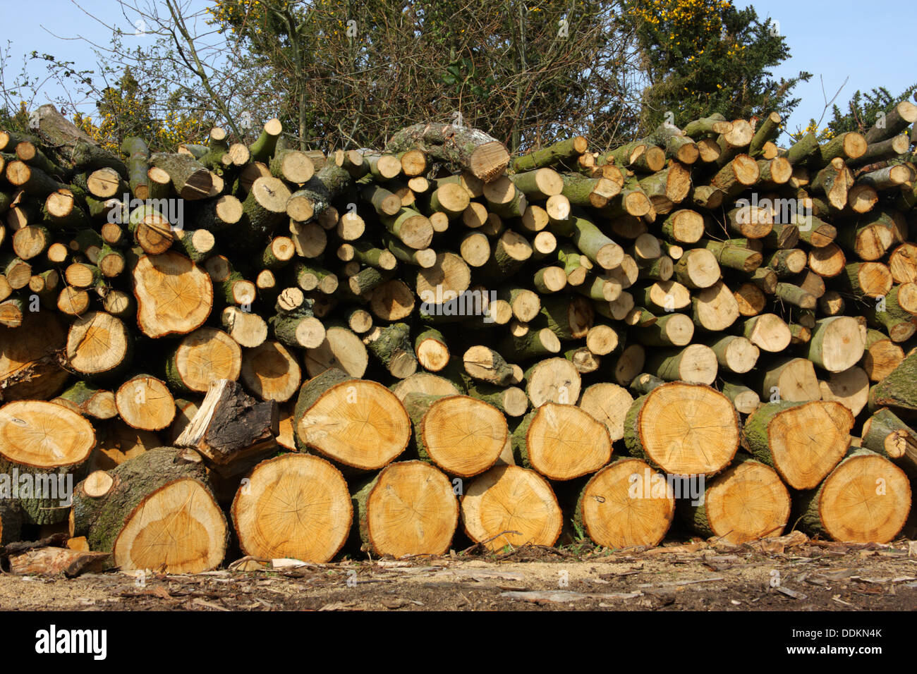 Fingringhoe wick nature reserve hi-res stock photography and images - Alamy