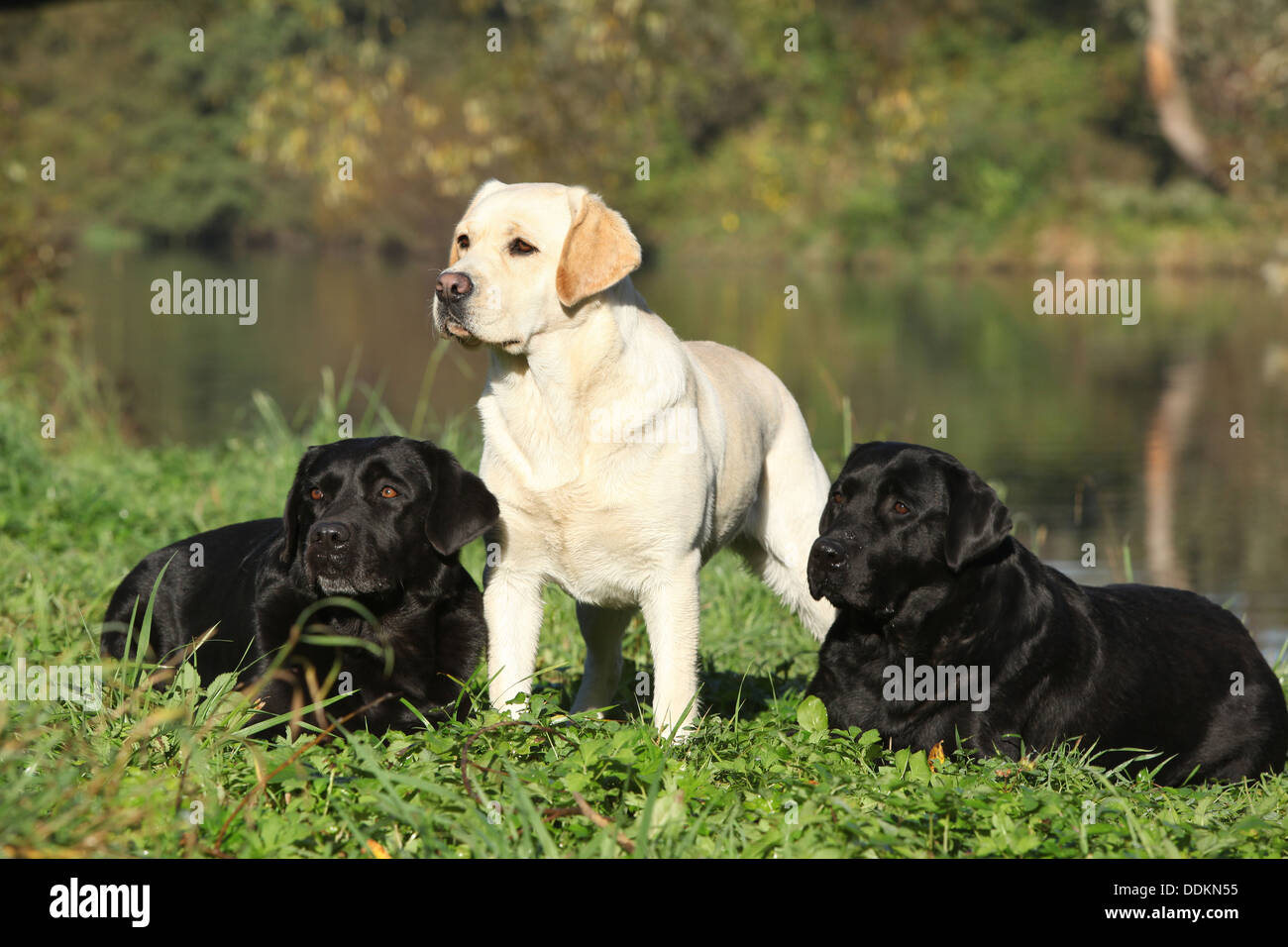 Three beautiful labrador retriever in front of the water Stock Photo ...