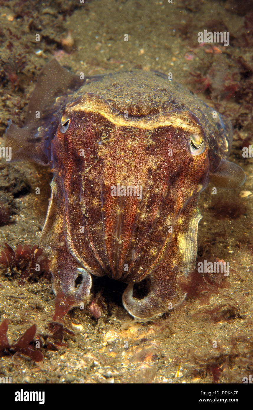Cuttlefish (Sepia officinalis). Ria of Vigo, Galicia, Spain Stock Photo ...