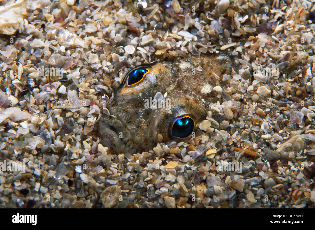 Trachinus hi-res stock photography and images - Alamy