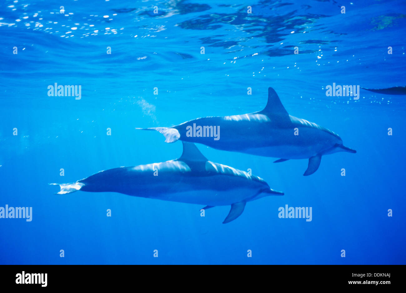 Lipoa High Resolution Stock Photography and Images - Alamy