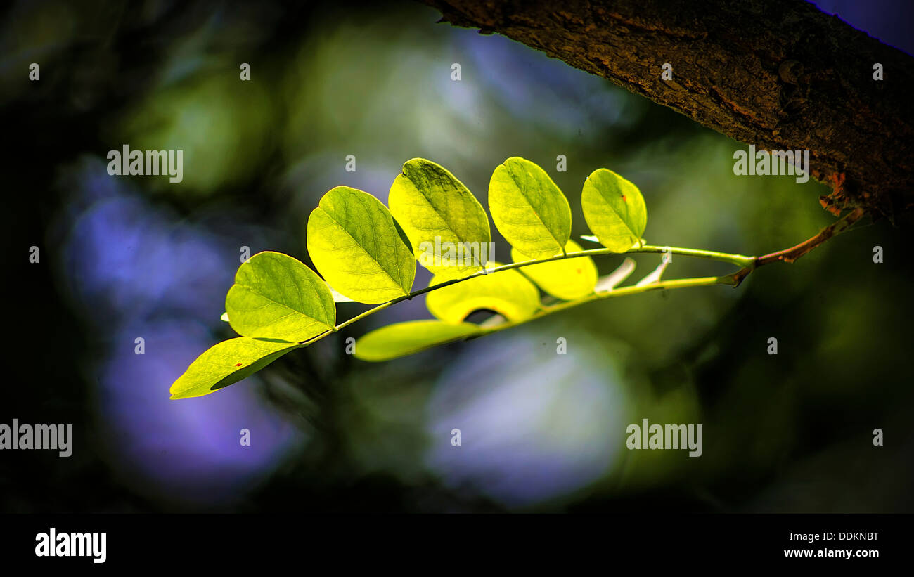Leaf of acacia hi-res stock photography and images - Alamy