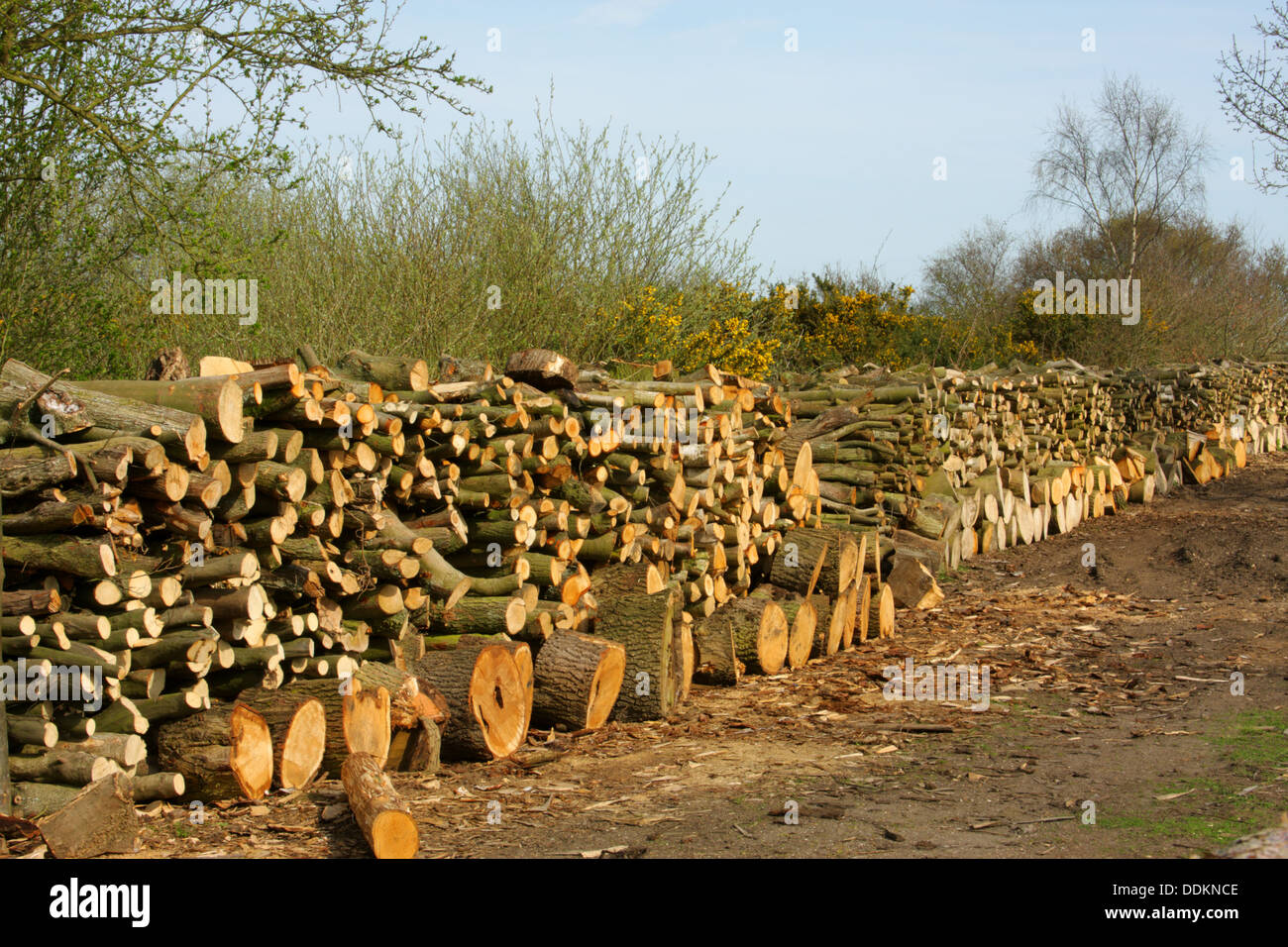Pile of logs on nature reserve. Taken April. Fingringhoe Wick Nature ...
