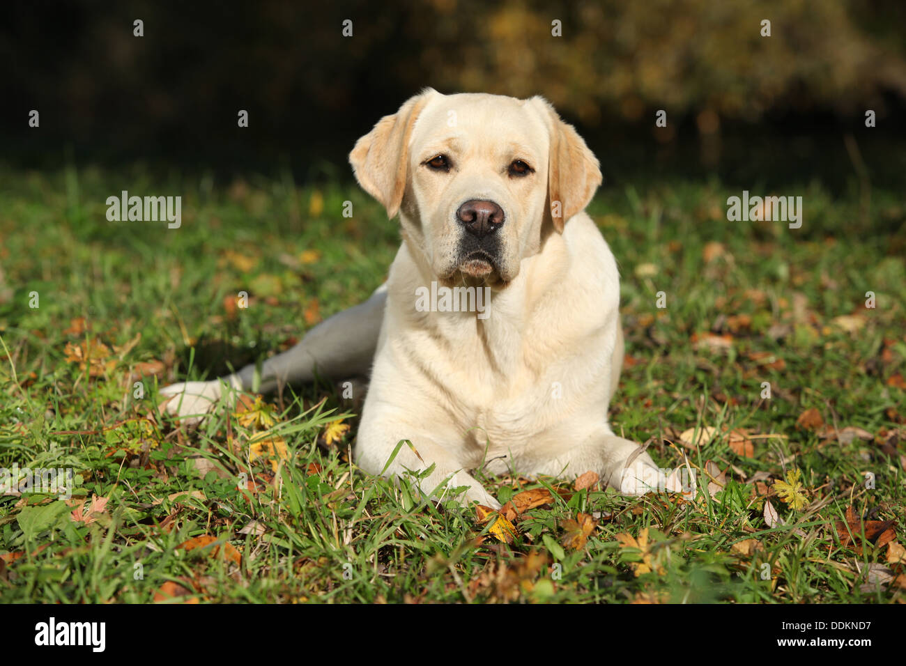 Labrador retriever lying down hi-res stock photography and images - Alamy