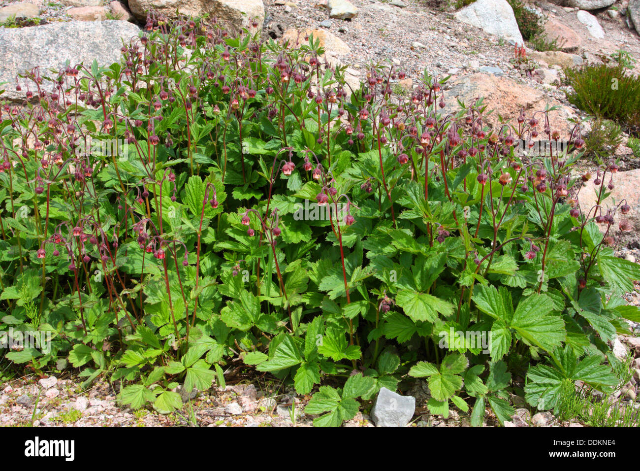 Water Avens, Geum rivale Group of flowers, The Cairngorms, Scotland, UK ...