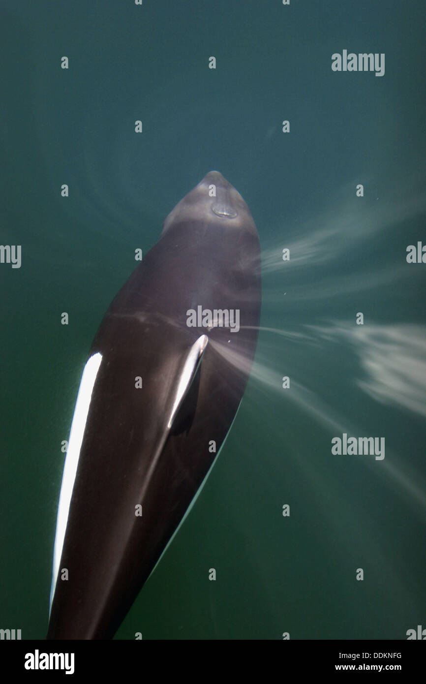 Dall porpoise hi-res stock photography and images - Alamy