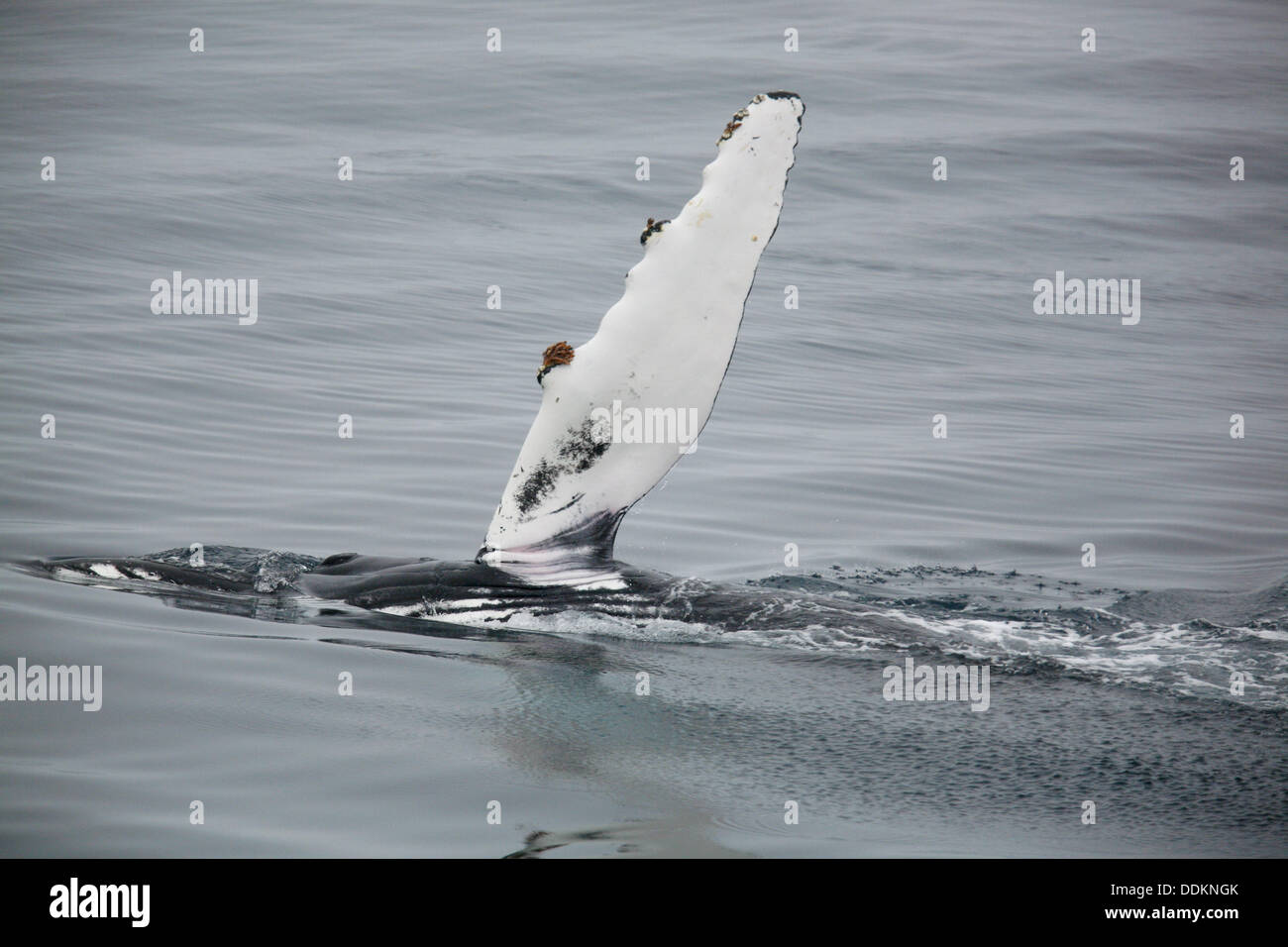 Pectoral slapping hi-res stock photography and images - Alamy