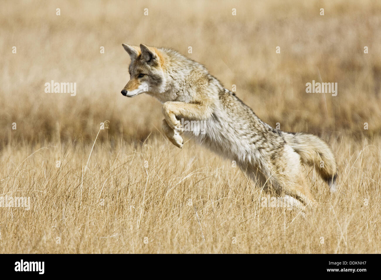 Leaping coyote hi-res stock photography and images - Alamy