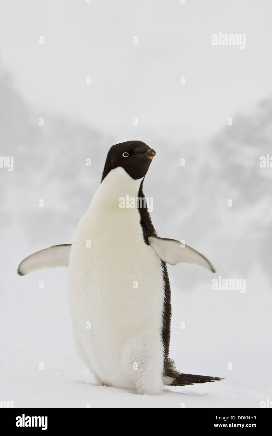 Brush Tail Penguin Stock Photos & Brush Tail Penguin Stock Images - Alamy