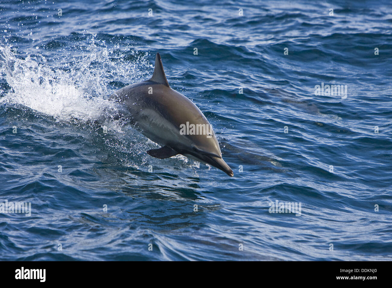 Dolphin pod baja hi-res stock photography and images - Alamy