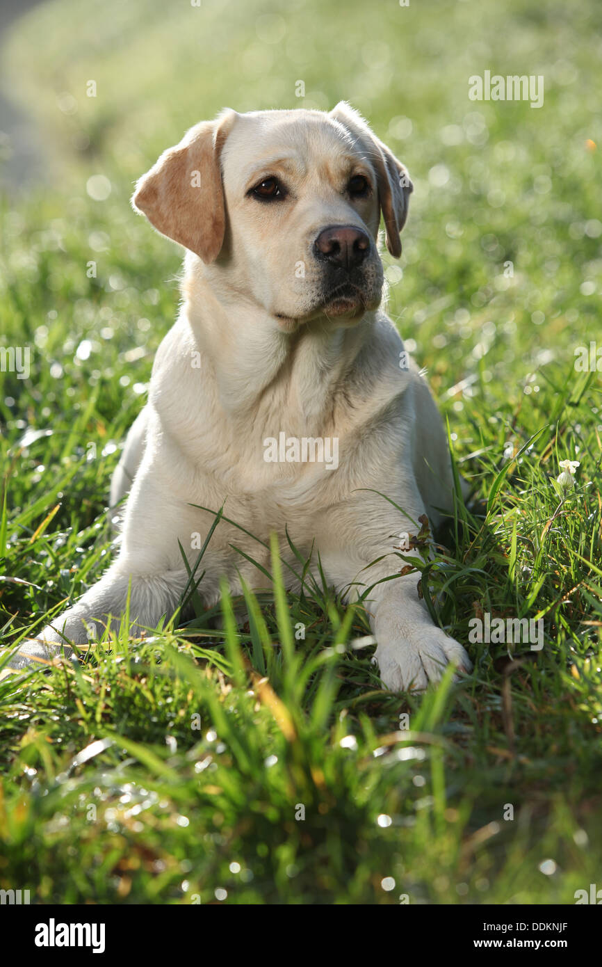 Beautiful labrador retriever sitting down in the backlight Stock Photo ...