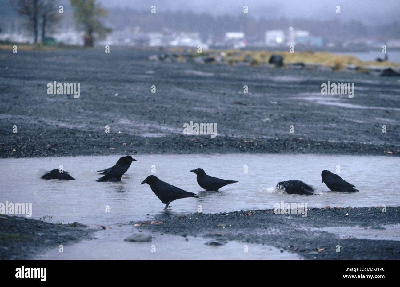 Group of black crows hi-res stock photography and images - Alamy