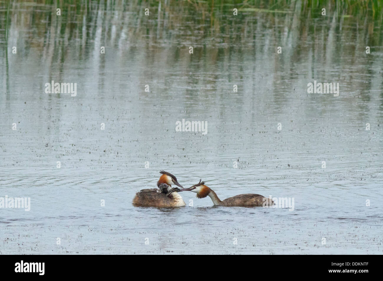 Great Crested Grebe (Podiceps cristatus)feeding chicks Stock Photo - Alamy