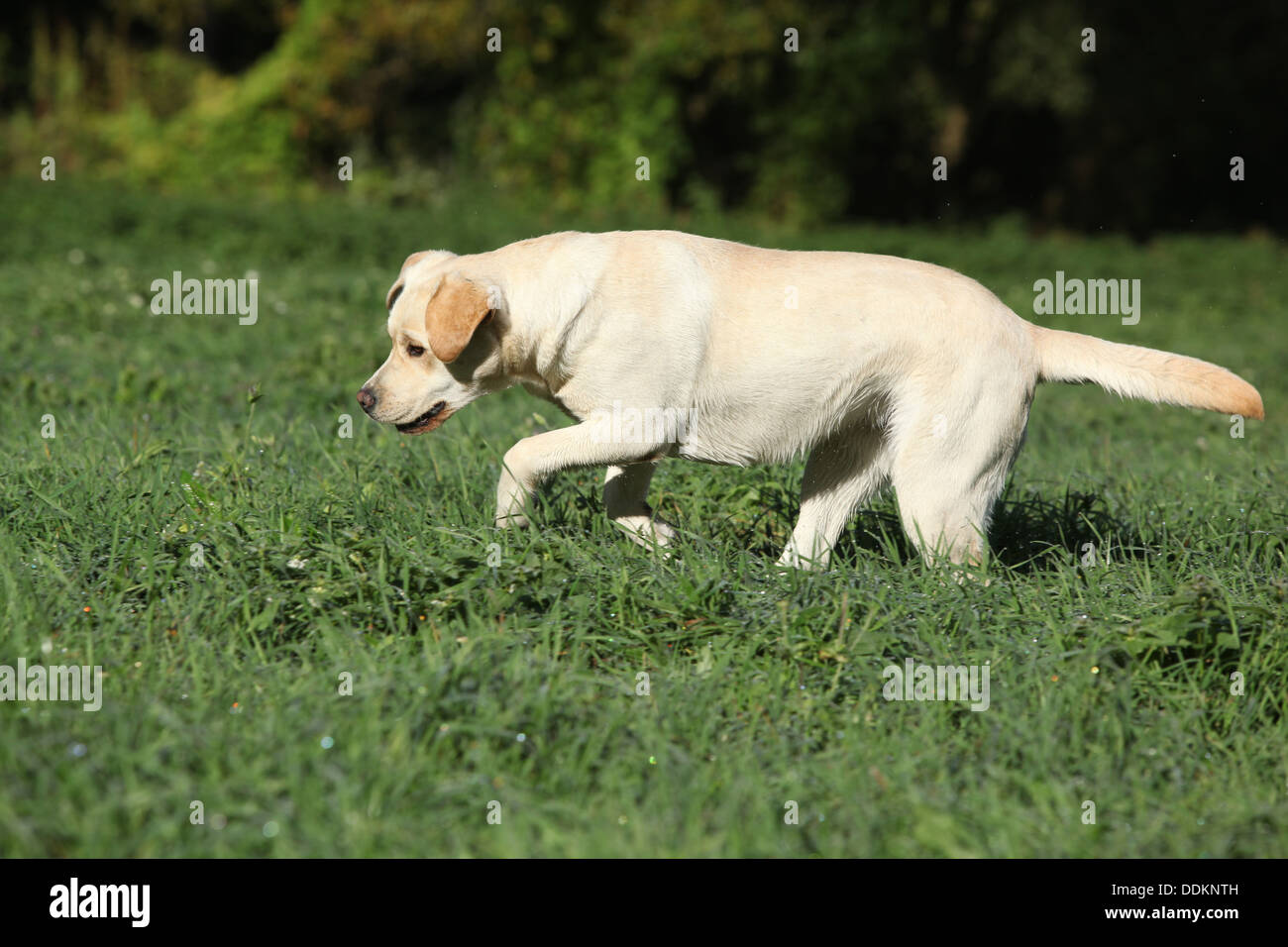 Labrador retriever running hi-res stock photography and images - Alamy