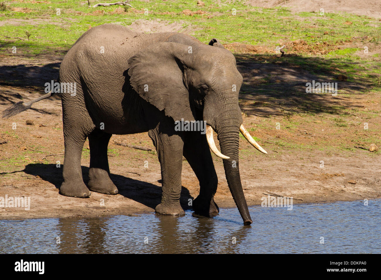 Red african elephant hi-res stock photography and images - Alamy