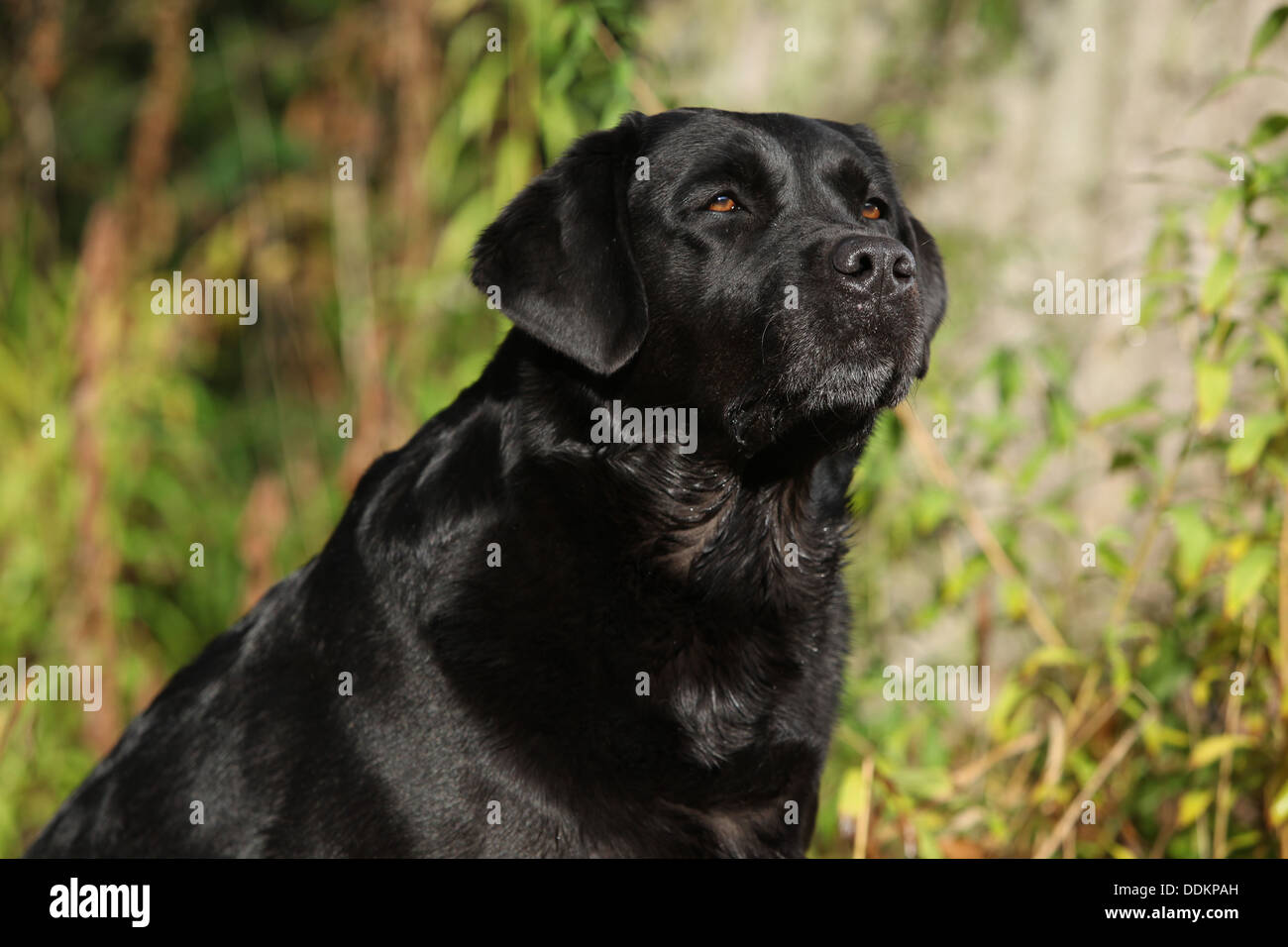 Portrait of beautiful black labrador retriever in nature Stock Photo ...