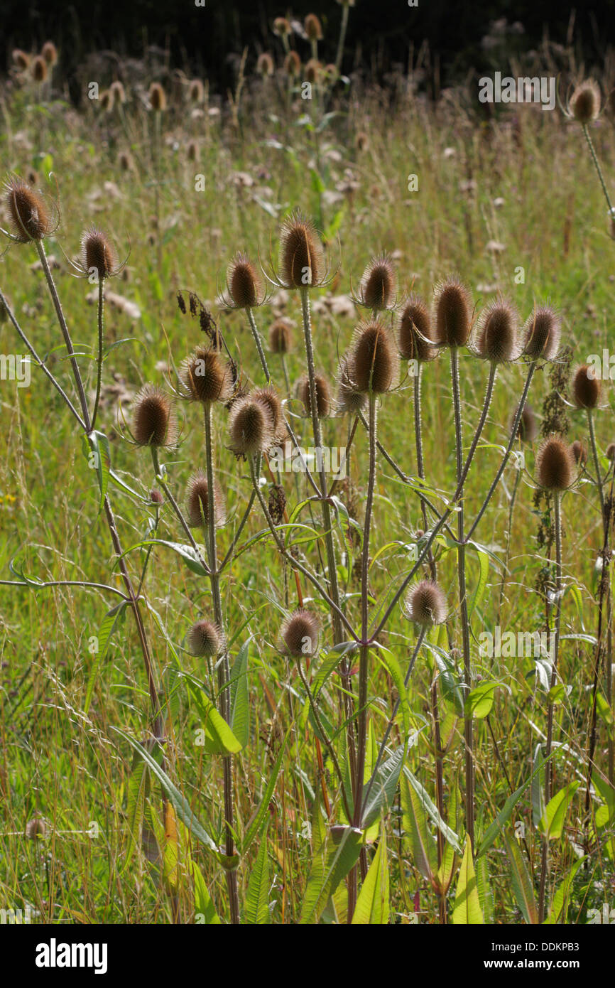 Teasel, Dipsacus fullonum, Group of plants growing in field, Lea Valley ...
