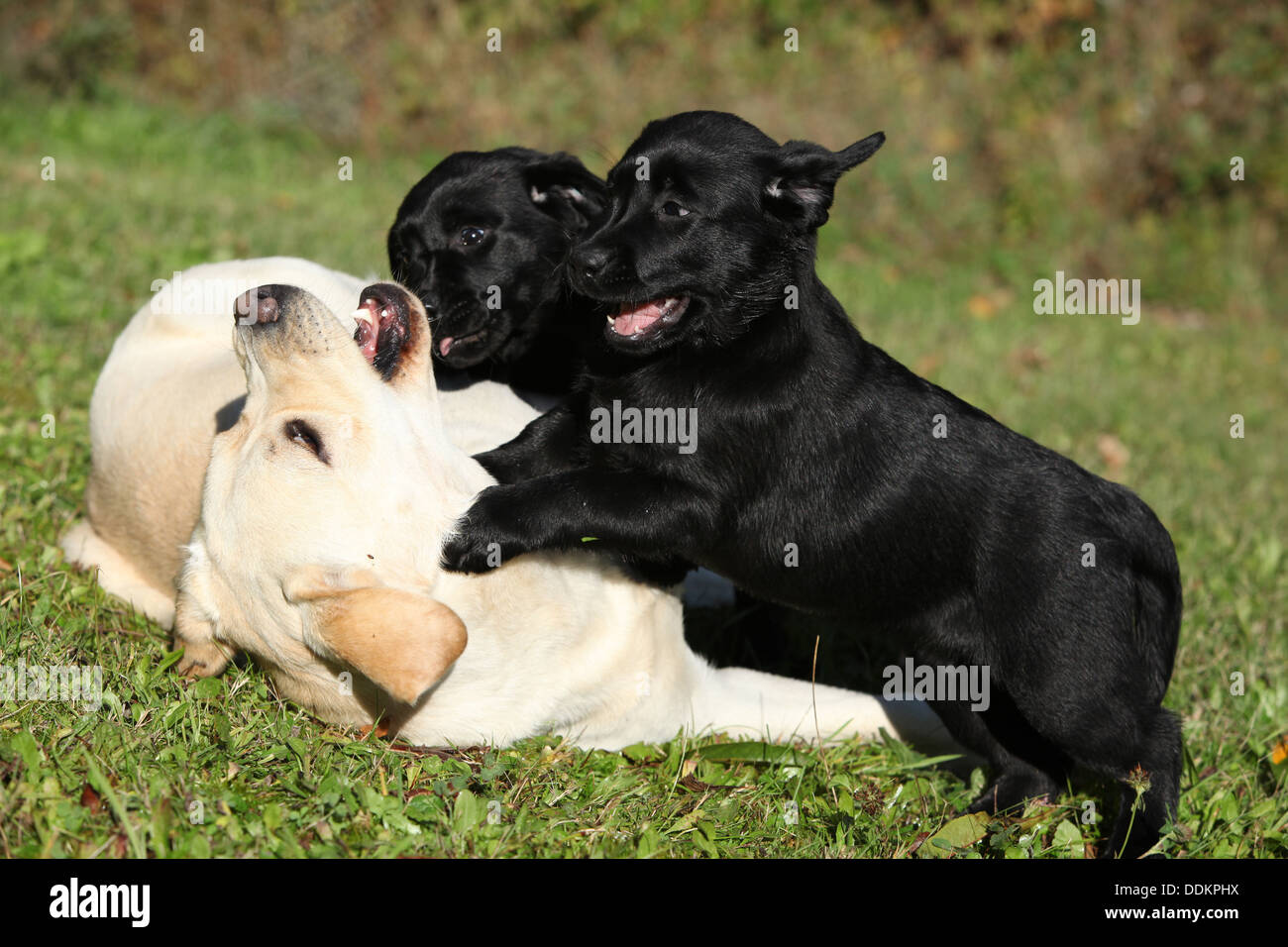 Black labrador retriever playing hi-res stock photography and images ...