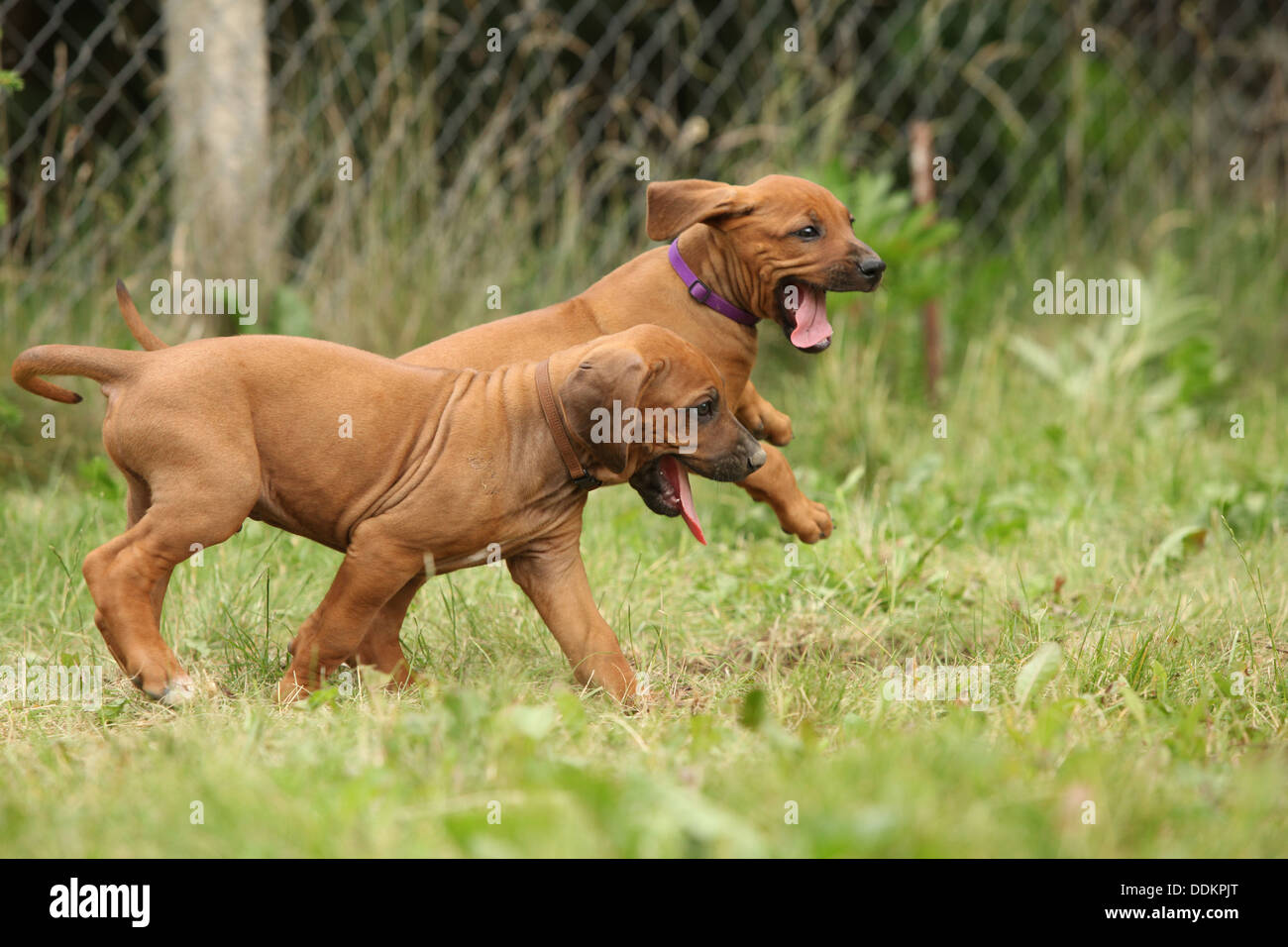 Two Rhodesian ridgeback puppies running on green grass Stock Photo - Alamy